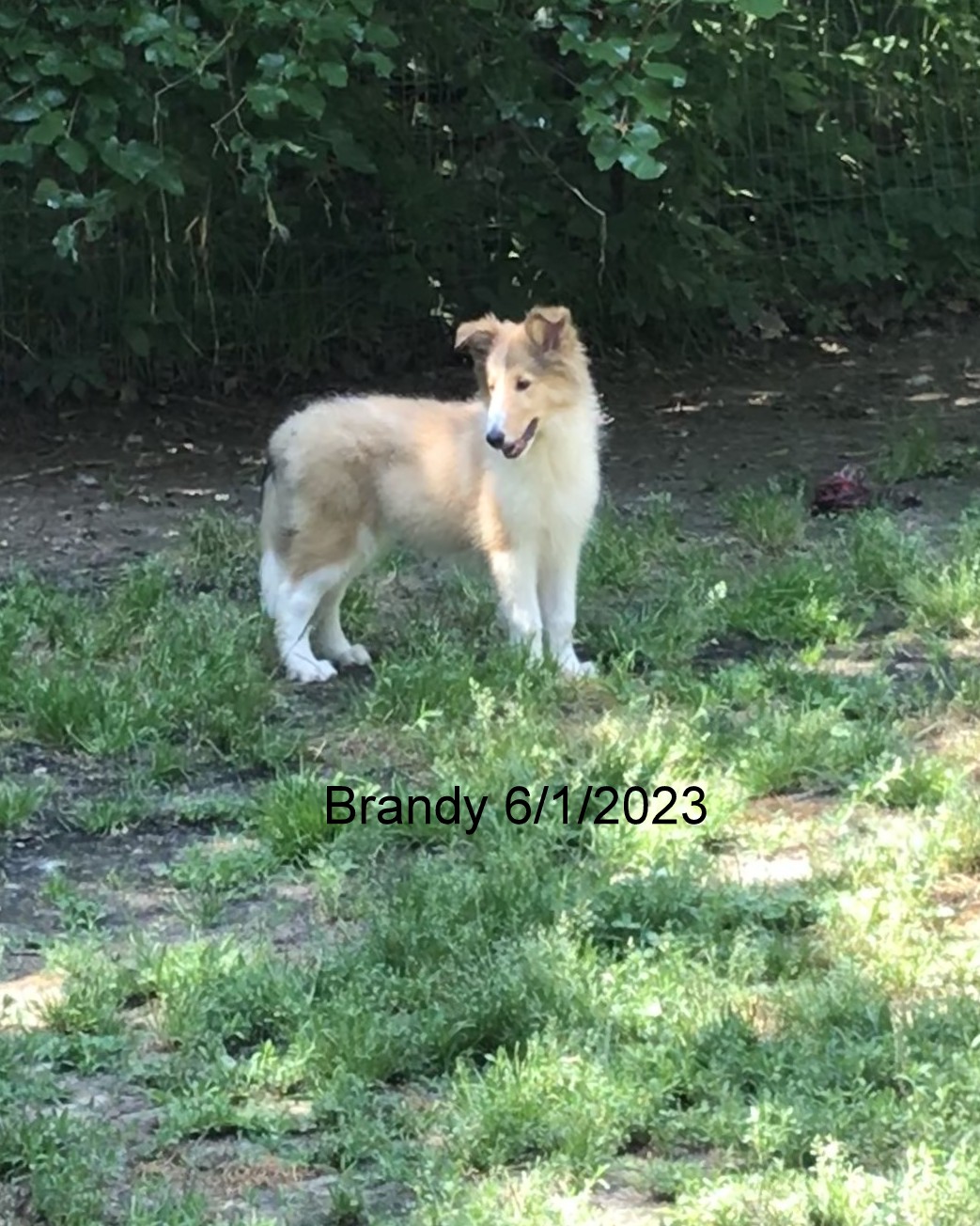 Collie dog breeder