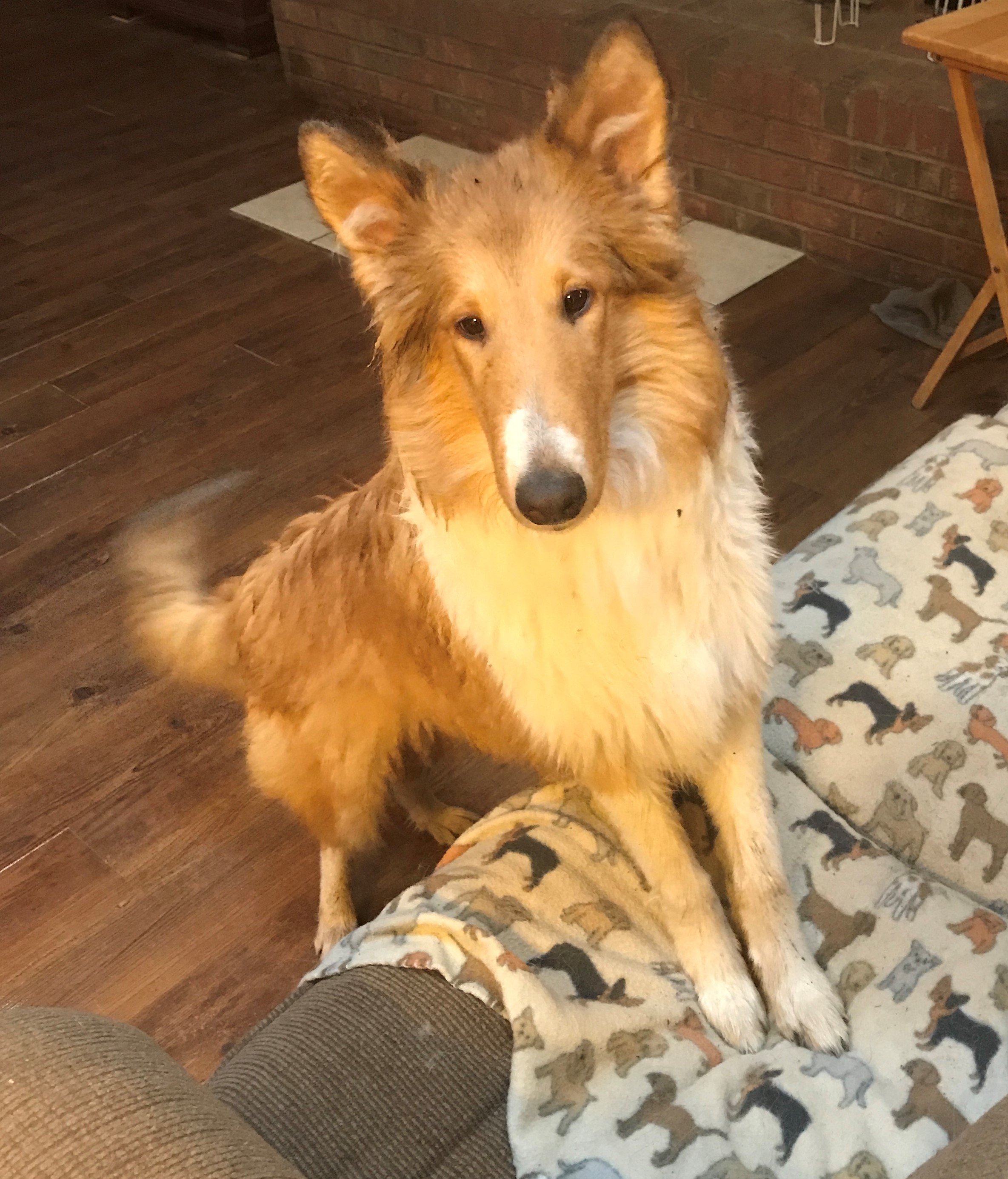 Collie dog breeder